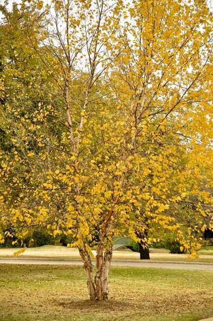 Shade Tree List | Dammann's Garden Center & Greenhouse