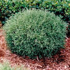 Evergreen Shrub List | Dammann's Garden Center & Greenhouse