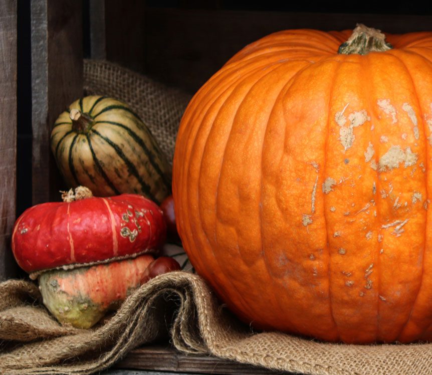 fall-ban-new-862-4 | Dammann's Garden Center & Greenhouse