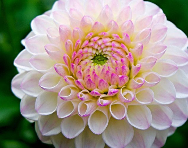 Dammann's Garden Center & Greenhouse