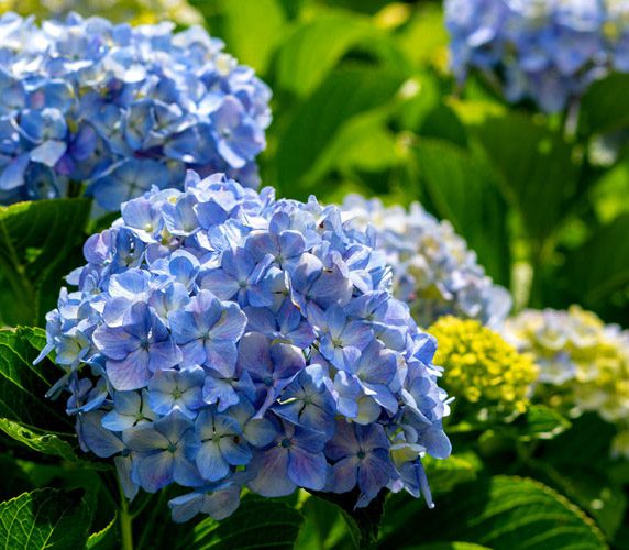 Dammann's Garden Center & Greenhouse