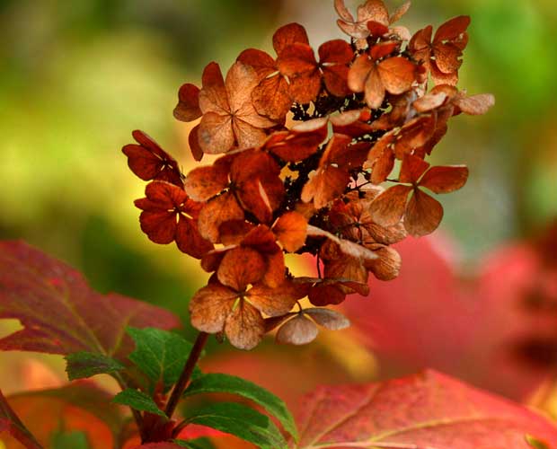 Dammann's Garden Center & Greenhouse