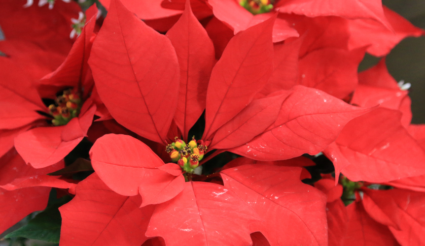 Dammann's Garden Center & Greenhouse