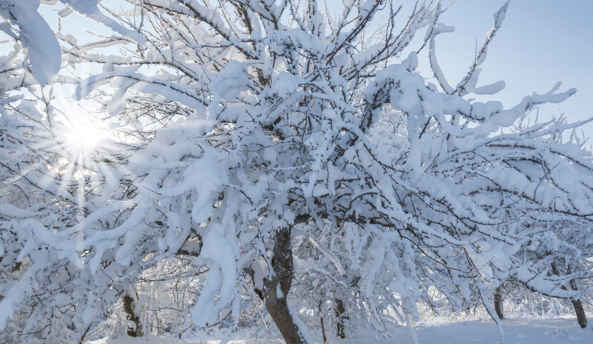 Dammann's Garden Center & Greenhouse