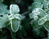 Dammann's Garden Center & Greenhouse