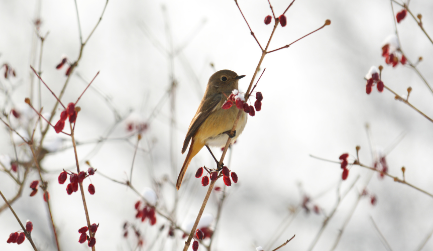 Dammann's Garden Center & Greenhouse