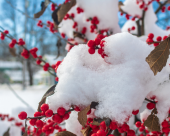 Dammann's Garden Center & Greenhouse