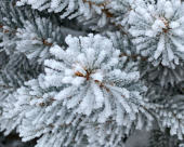 Dammann's Garden Center & Greenhouse